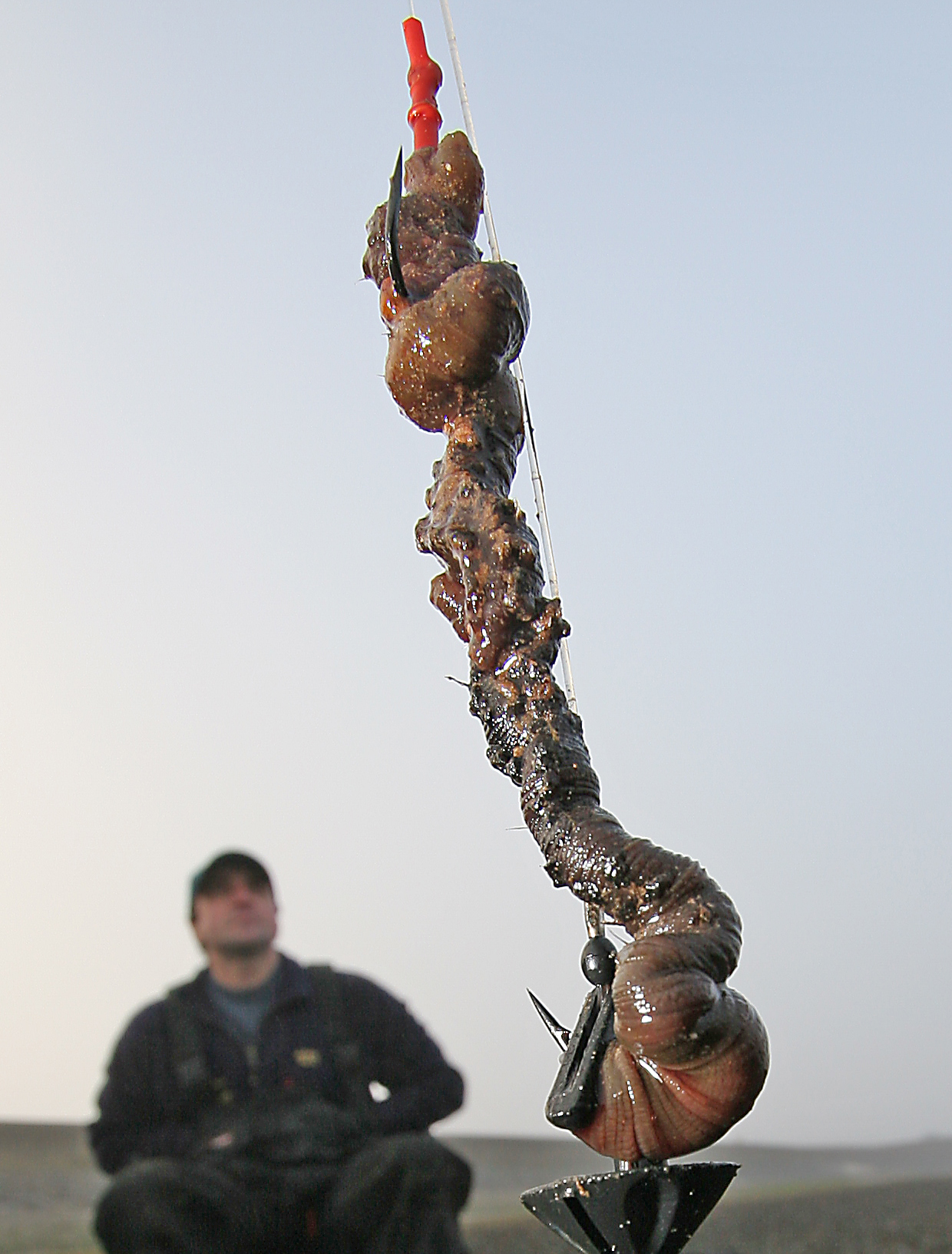 Lugworm : The best baits for successful sea fishing